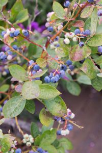 Growing Blueberries in Your Jacksonville Backyard - UF/IFAS Extension ...