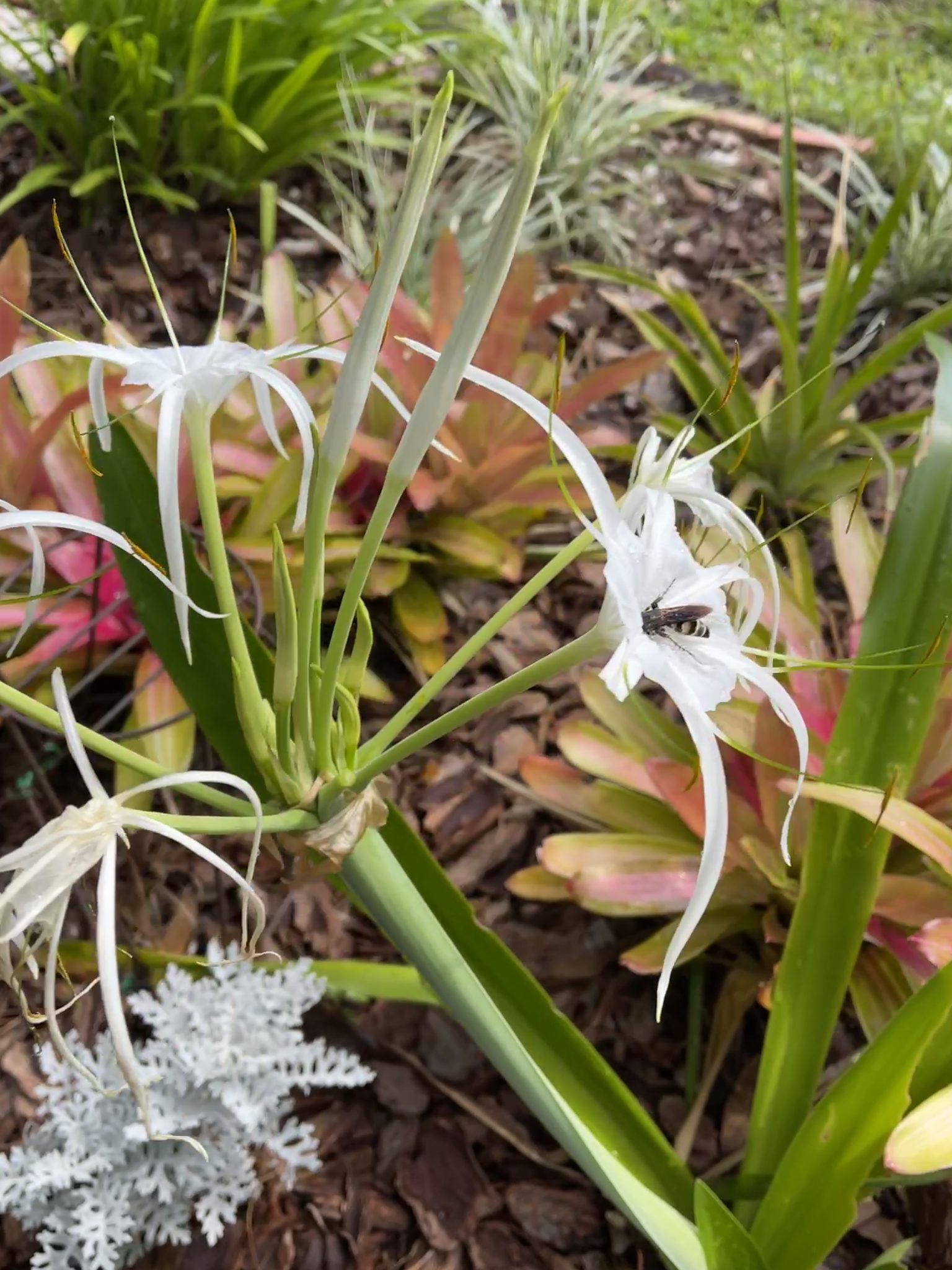 It's Crinum Season Here in Jacksonville - Abundance Abounds Despite ...