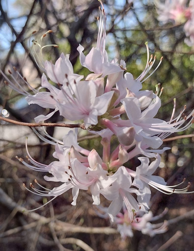 Jax Native Park Turns 100! - UF/IFAS Extension Duval County