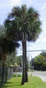 Are palm trees really trees? Here's what you should know. - UF/IFAS ...