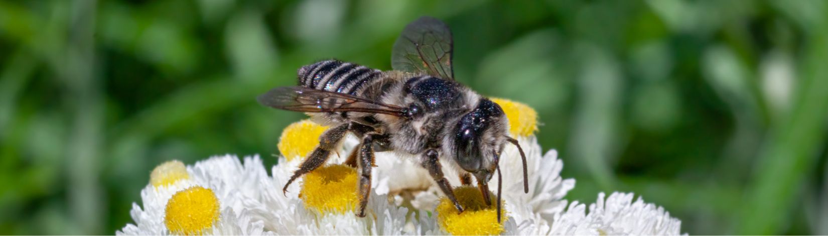 No Mow March | Duval County Bees Thank You! - UF/IFAS Extension Duval ...