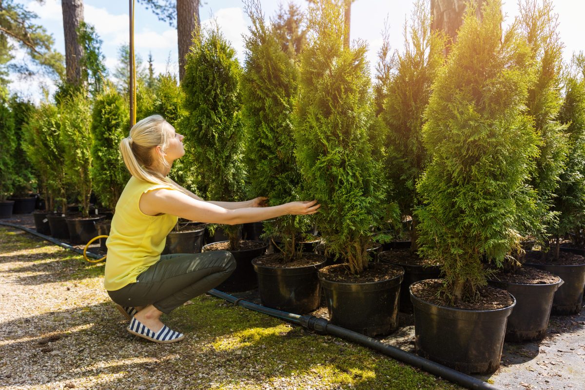 How to Pick the Best Plants - UF/IFAS Extension Duval County