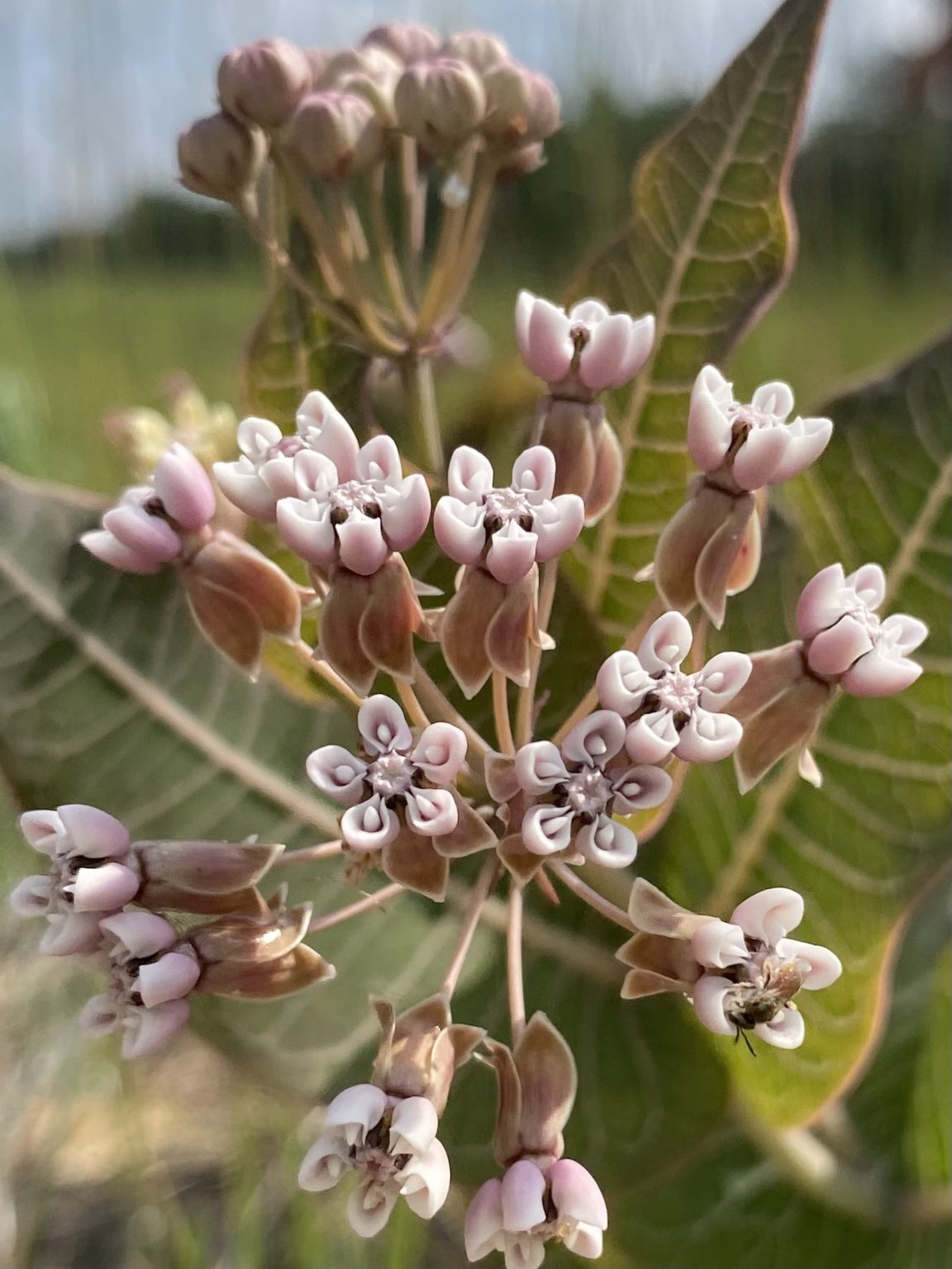 Milkweed is for More Than Monarchs - UF/IFAS Extension Duval County