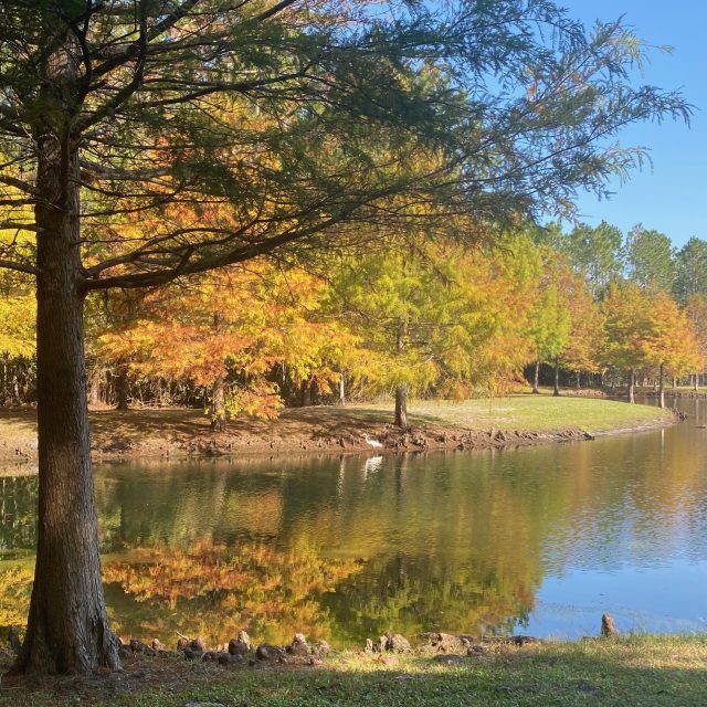 Florida-Friendly Plants for Late Autumn Color - UF/IFAS Extension Duval ...