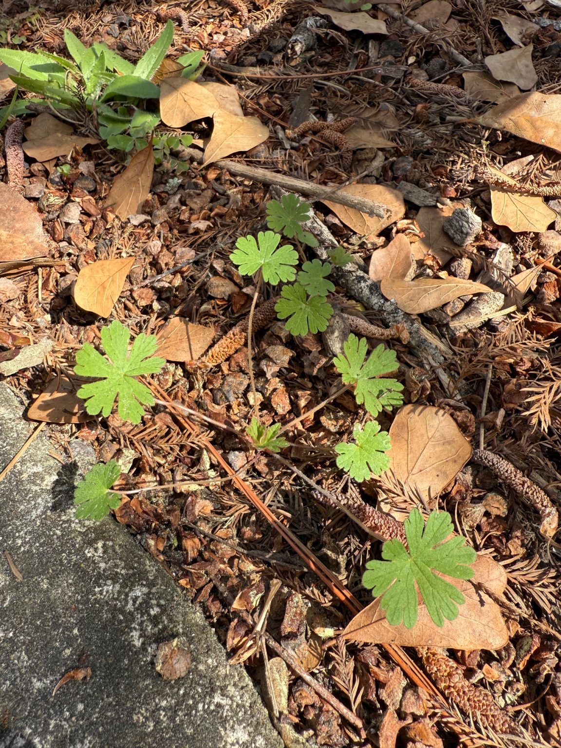 Woe, what are these weeds? - UF/IFAS Extension Duval County