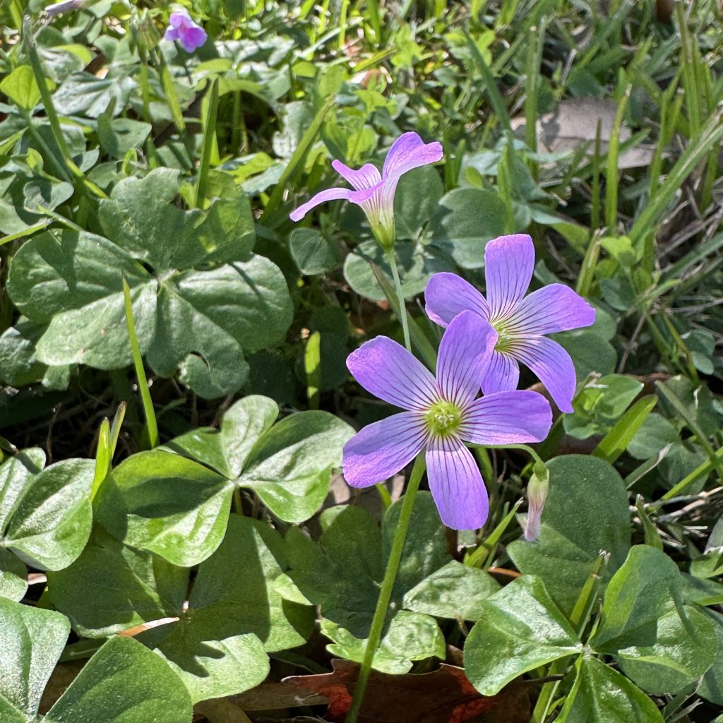 Woe, what are these weeds? - UF/IFAS Extension Duval County