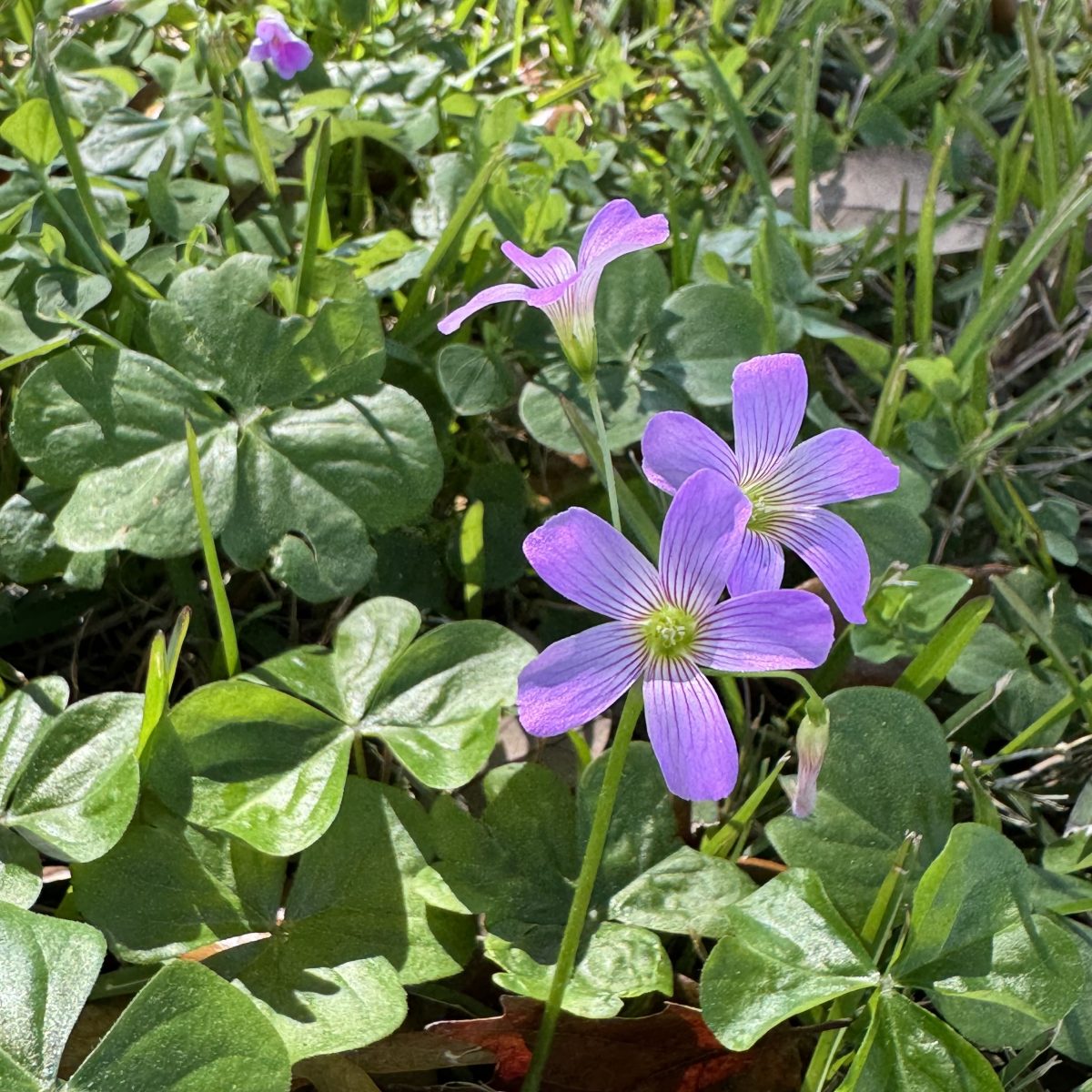 Woe, what are these weeds? - UF/IFAS Extension Duval County