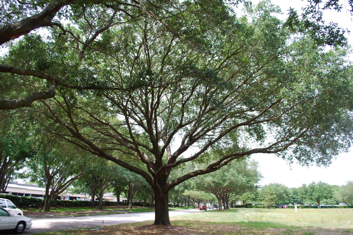 Pruning Fails - UF/IFAS Extension Duval County