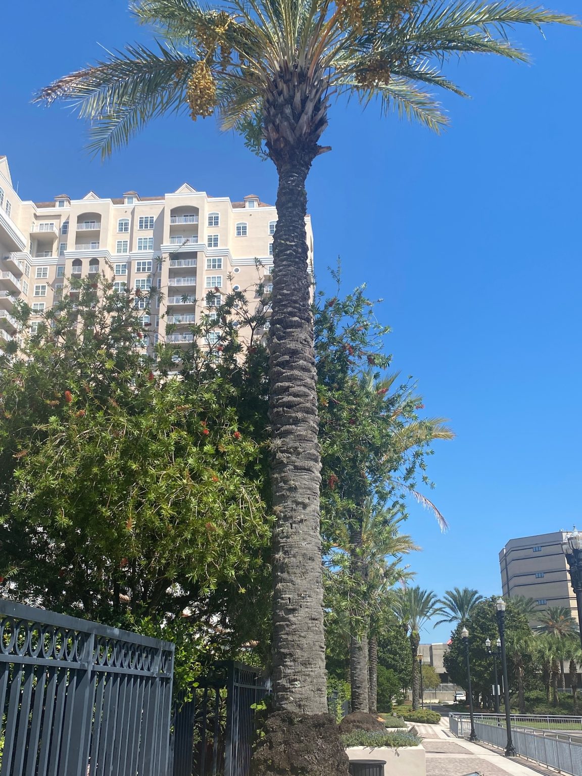 Pruning Fails - UF/IFAS Extension Duval County