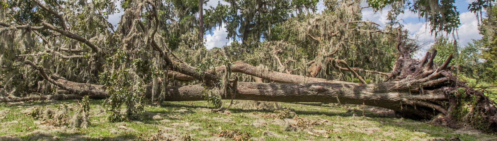 Trees and Storms Lessons Learned - UF/IFAS Extension Duval County