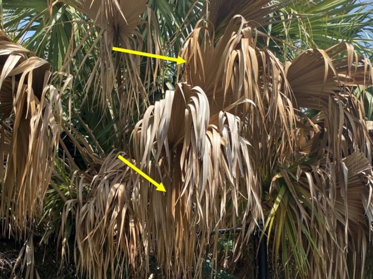 Lethal Bronzing, a palm disease on the rise - UF/IFAS Extension Duval ...