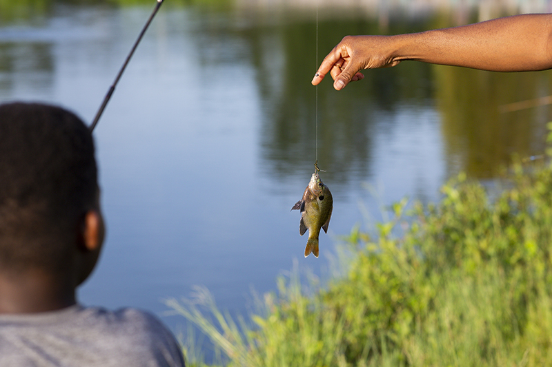 Stock Assessment: Using Science to Protect Our Fisheries - EDIS