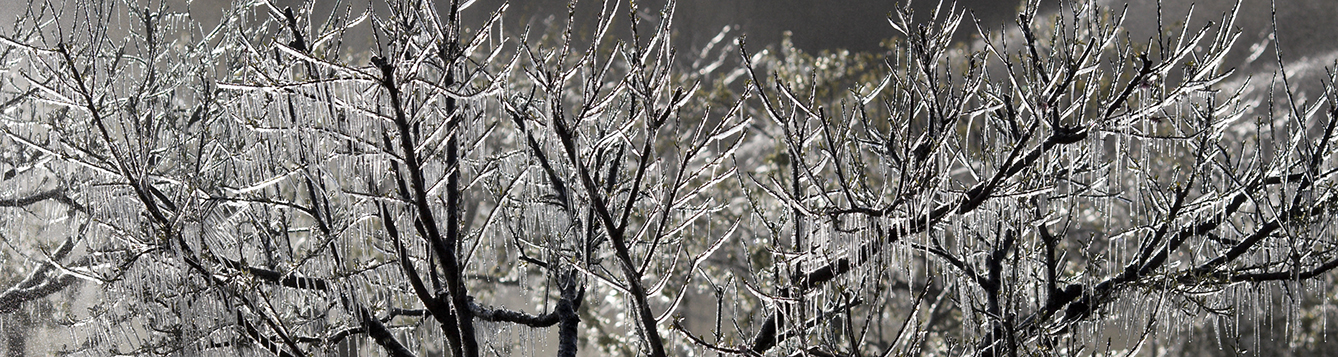 Brrr! Cold weather tips from Ask IFAS - EDIS