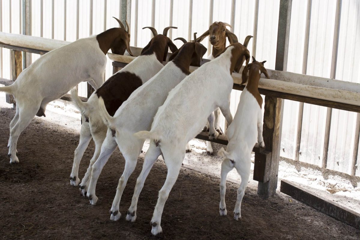 What’s Involved in Caring for Dairy Goats - EDIS