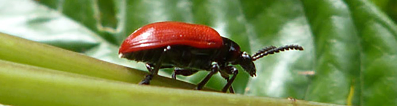 The Featured Creatures Collection - EDIS