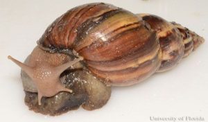 Look Out For These Florida Terrestrial Snails - EDIS