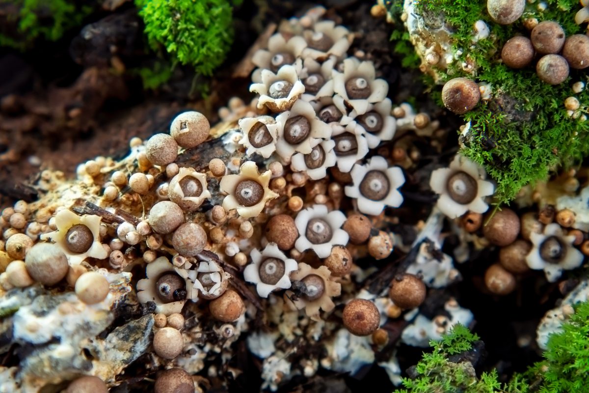 O Earthstar of Wonder, Earthstar of Potted Plants - EDIS