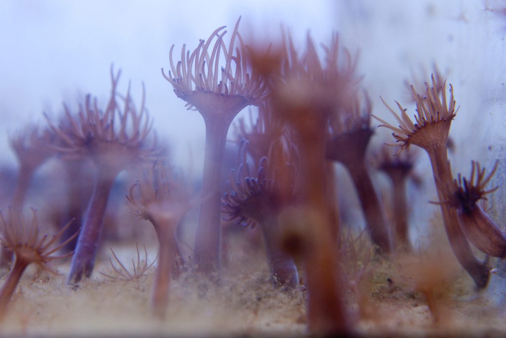 What is the coral microbiome? - EDIS