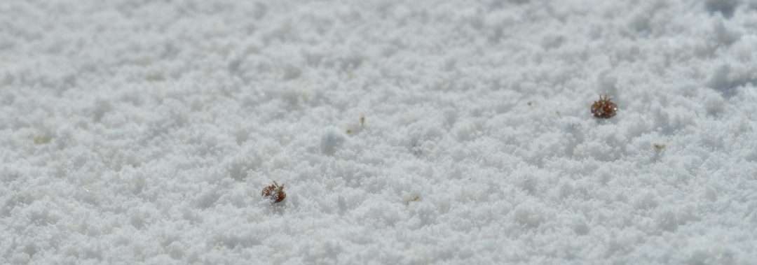 Varroa Biology and Management: An Overview - UF/IFAS Entomology and ...