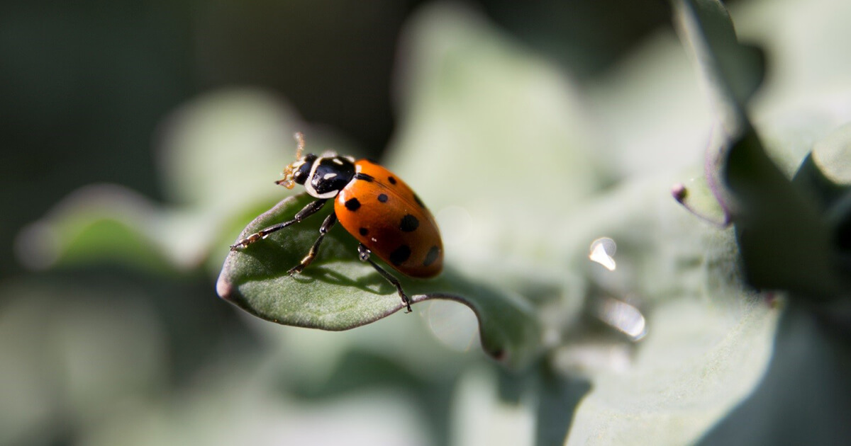 Word of the Day: Biocontrol - UF/IFAS Entomology and Nematology Department