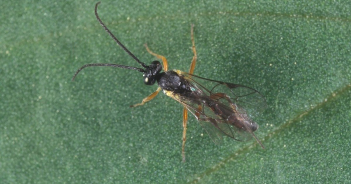 Word of the Day: Parasitoid - UF/IFAS Entomology and Nematology Department