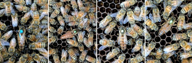 Honey Bee Lab - UF/IFAS Entomology and Nematology Department