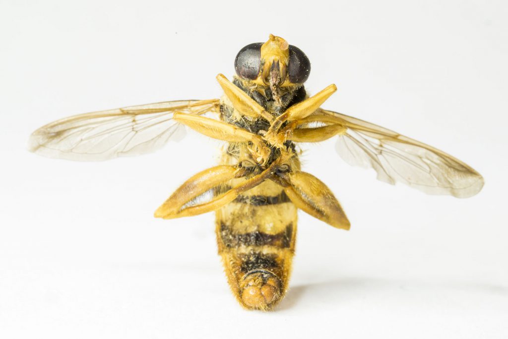 Bug of the Day: Hoverflies - UF/IFAS Entomology and Nematology Department