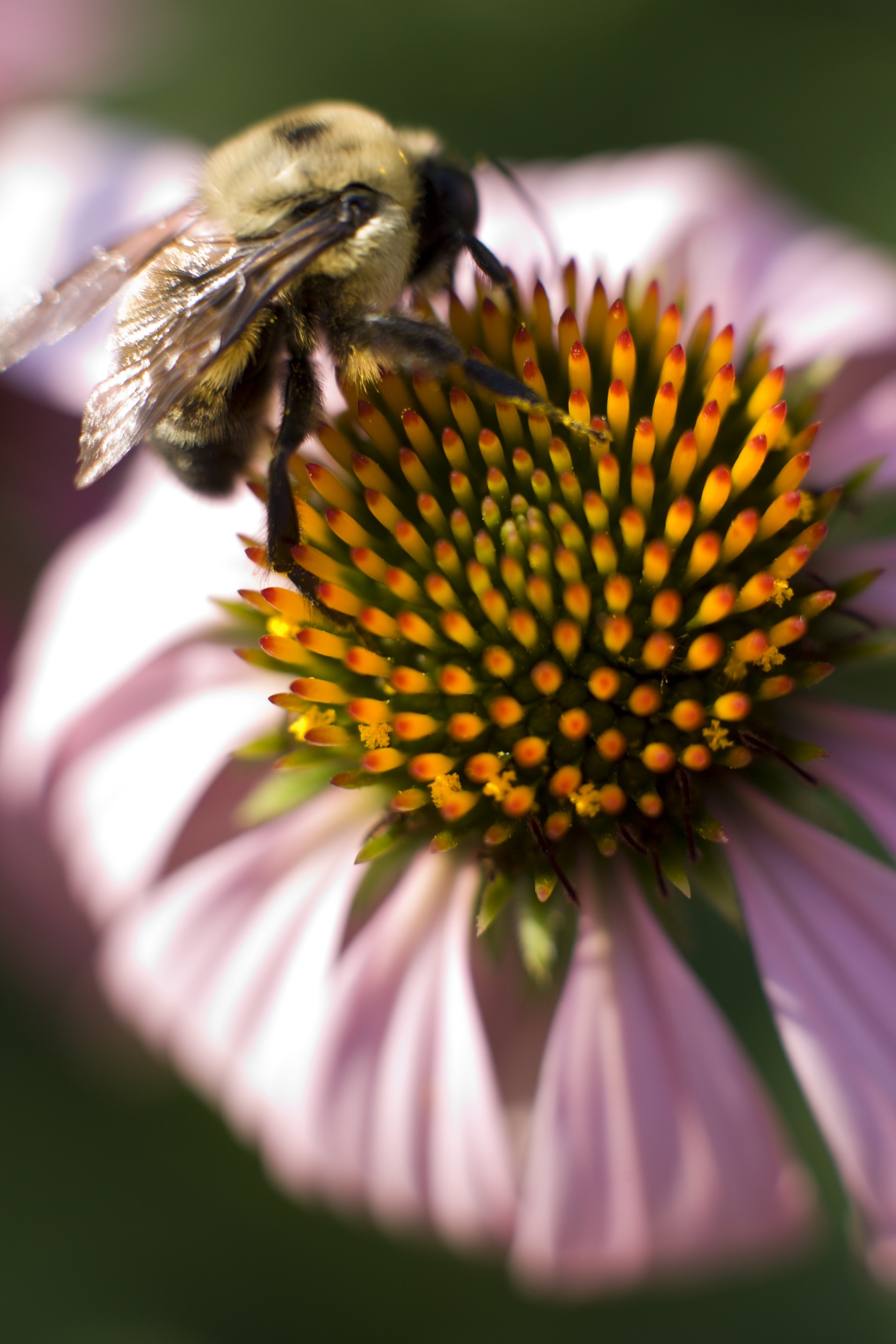 Bug Word of the Day: Flower Constancy - UF/IFAS Entomology and ...