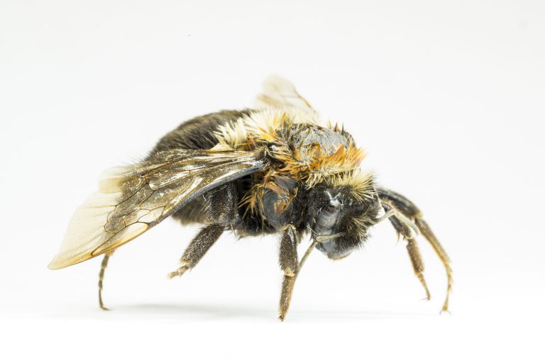 Bug of the Day: The Common Eastern Bumble Bee - UF/IFAS Entomology and ...