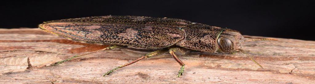 Beetle borers in blueberry - UF/IFAS Entomology and Nematology Department