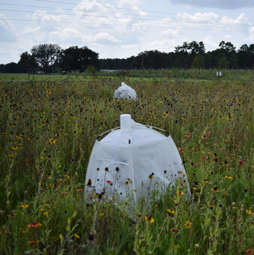 Research update: Ground-nesting and orchid pollinators - UF/IFAS ...