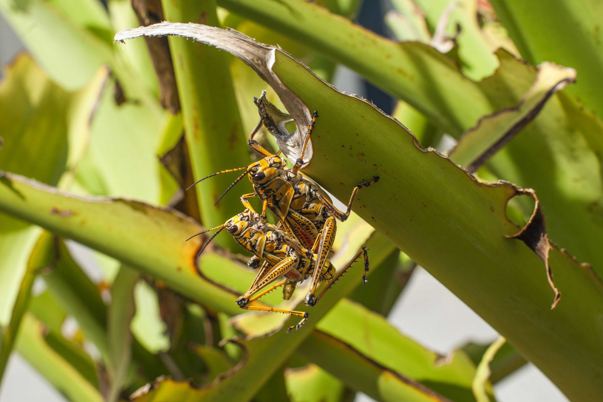 The Bumbling Lubber - UF/IFAS Entomology and Nematology Department