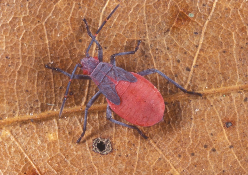 Smell something? Me neither - UF/IFAS Entomology and Nematology Department