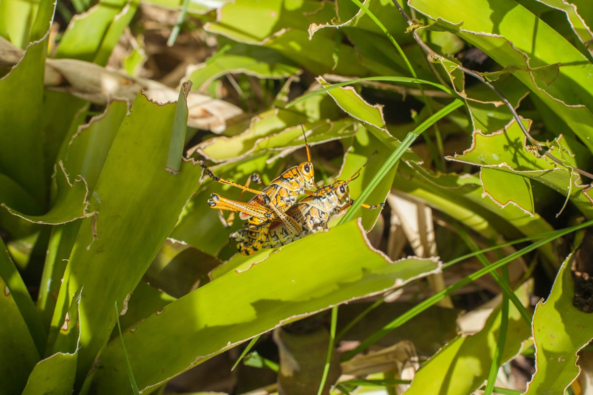 The Bumbling Lubber - UF/IFAS Entomology and Nematology Department