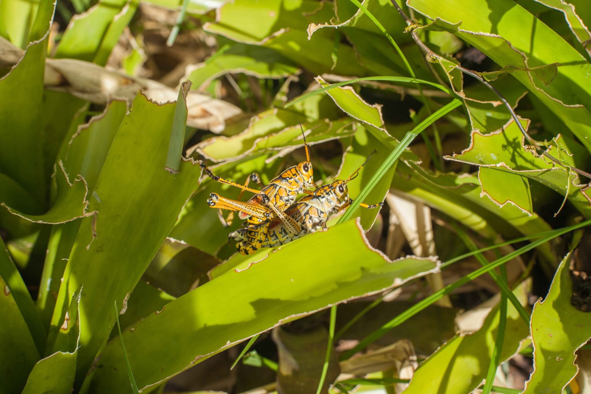 The Bumbling Lubber - UF/IFAS Entomology and Nematology Department
