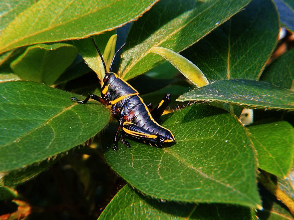 The Bumbling Lubber - UF/IFAS Entomology and Nematology Department