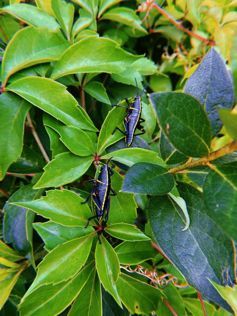 The Bumbling Lubber - UF/IFAS Entomology and Nematology Department