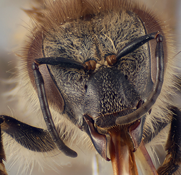 Honey Bee Research and Extension Lab - University of Florida, Institute ...