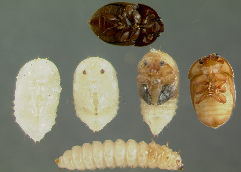 Research Update: Detection of Lotmaria passim, Crithidia mellificae and ...