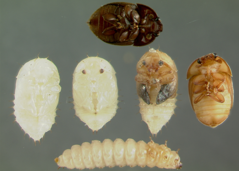 Research Update: Detection of Lotmaria passim, Crithidia mellificae and ...