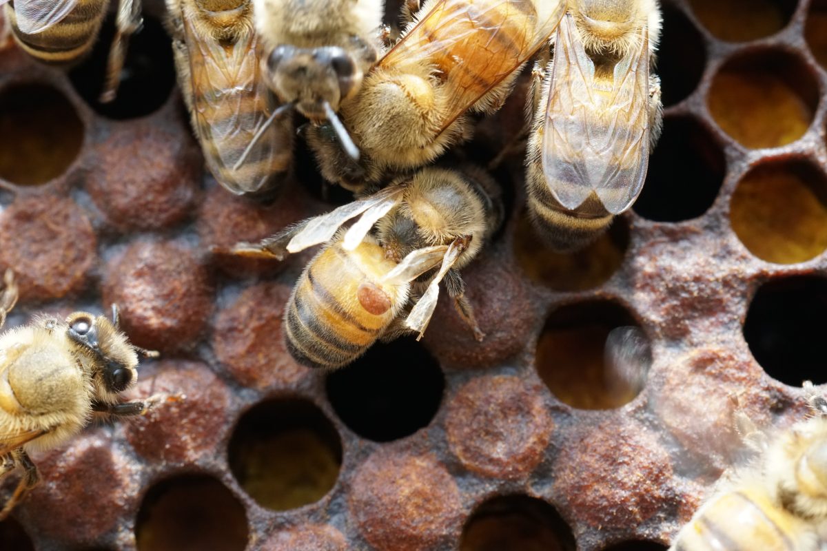 What’s Up With the Newly Registered Amitraz Flash-Treatment in Florida ...