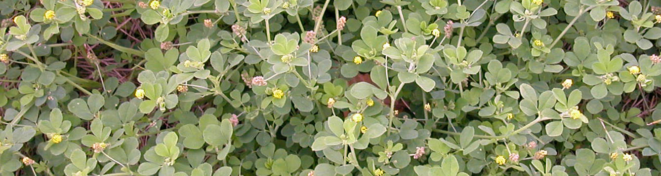 Weed of the Month: Black medic - UF/IFAS Entomology and Nematology ...