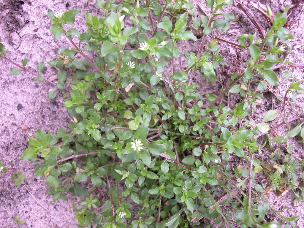 Weed of the Month: Chickweed - UF/IFAS Entomology and Nematology Department