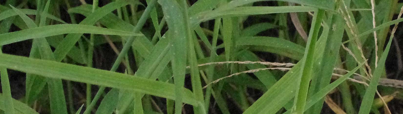 Weed of the Month: Crabgrass - UF/IFAS Entomology and Nematology Department