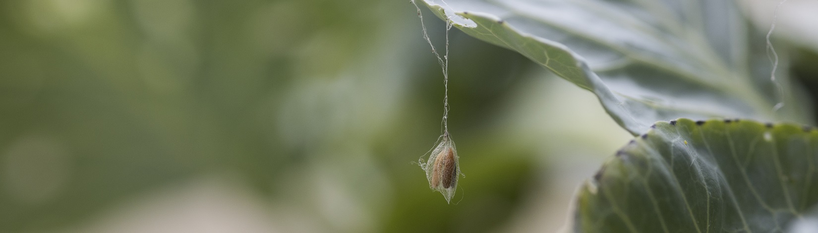 New EDIS/Ask IFAS Document Published by Entomology and Nematology During May and June - UF/IFAS ...