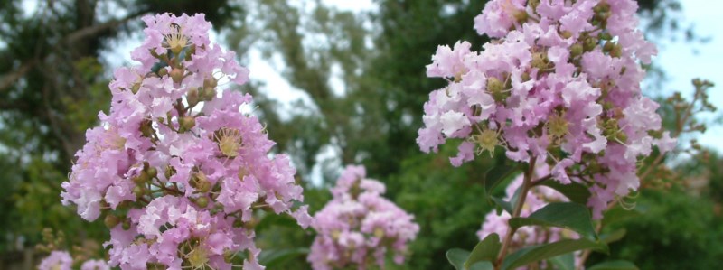 Crape Myrtle Variety in the Landscape - UF/IFAS Extension Escambia County