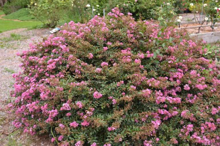 Crape Myrtle Variety in the Landscape - UF/IFAS Extension Escambia County