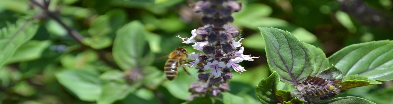 Yard and Garden Pollinators - UF/IFAS Extension Escambia County