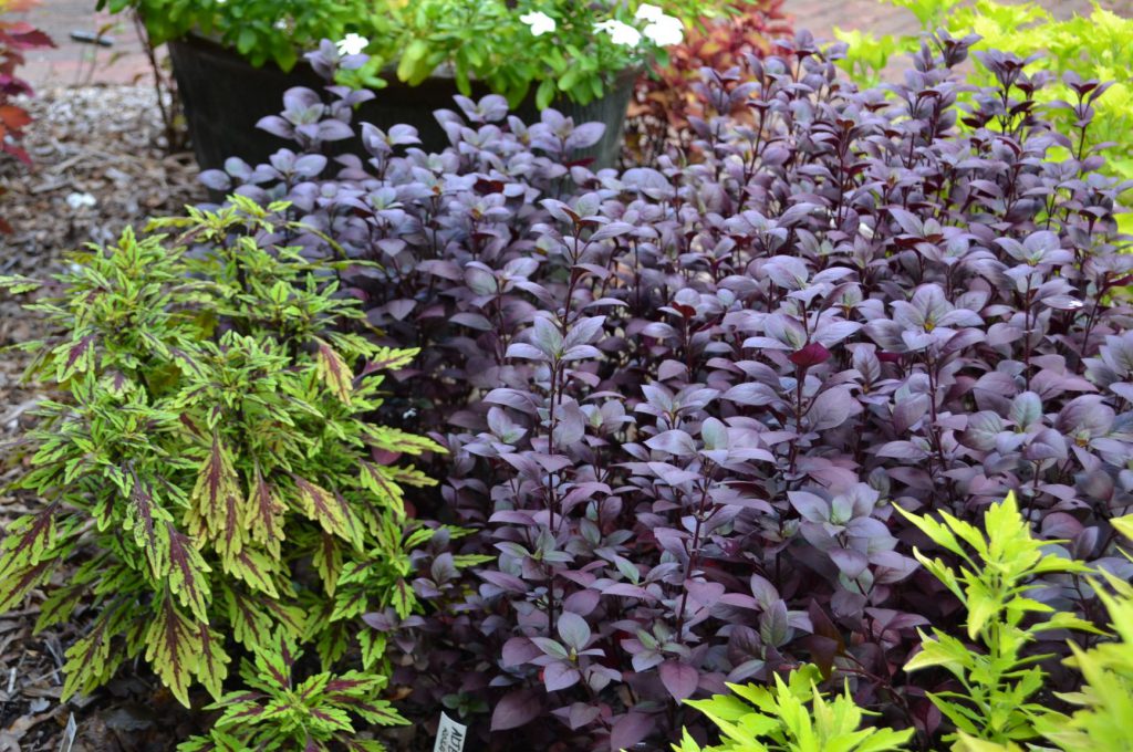 Surviving the Heat with Colorful Foliage - UF/IFAS Extension Escambia ...