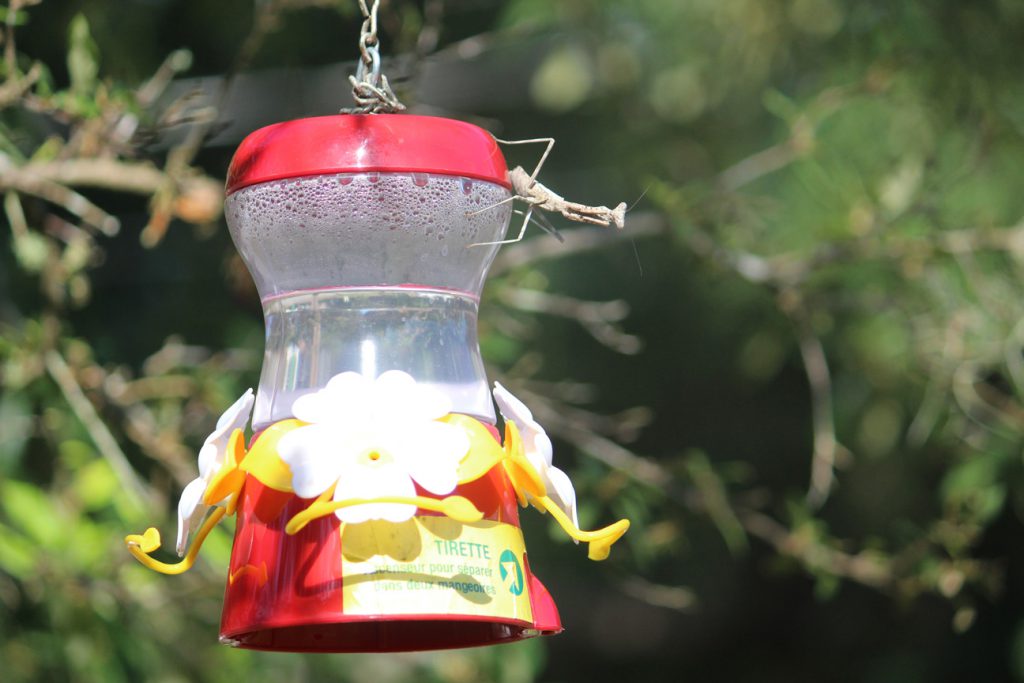 Really? Praying Mantis will Stalk and Kill Hummingbirds - UF/IFAS ...